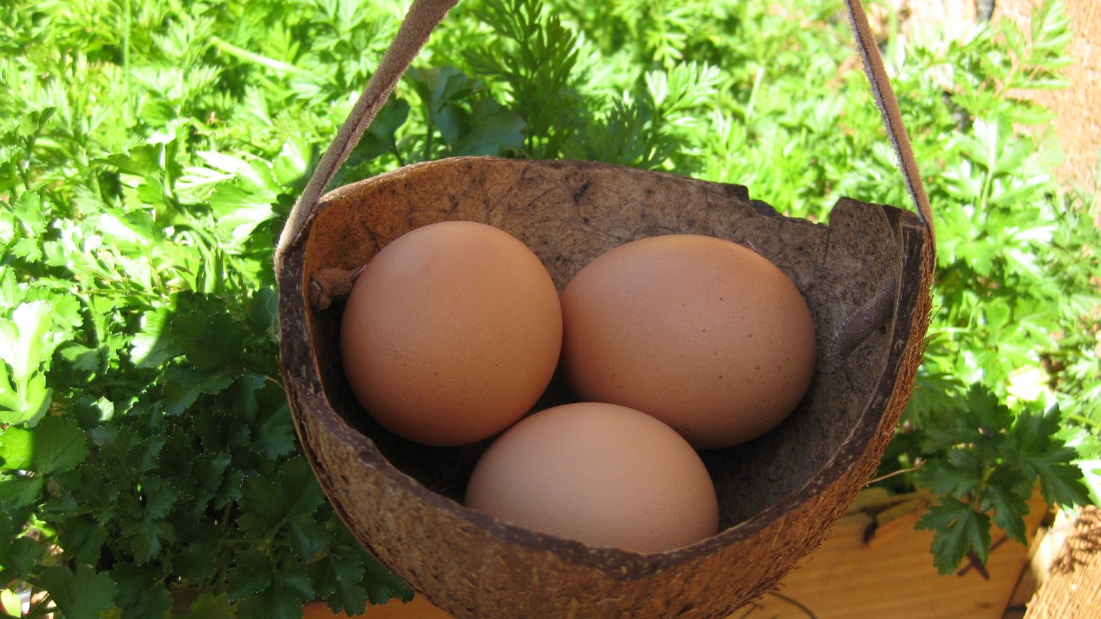 Simple Ideas for Reusing Coconut Shell - SUSTAINABLEECHO