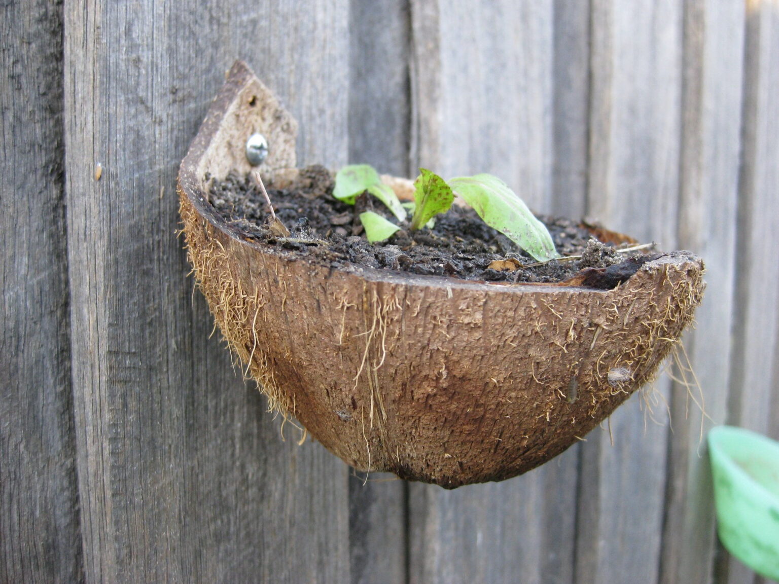 Simple Ideas for Reusing Coconut Shell - SUSTAINABLEECHO